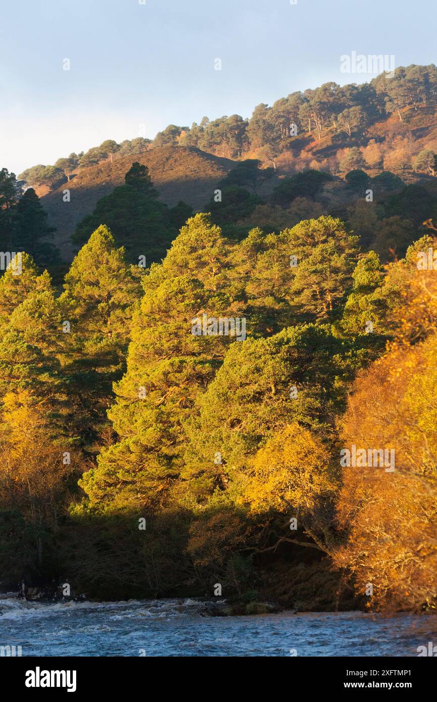 Caledonian Forest with Scots pine trees (Pinus sylvestris) alongside ...