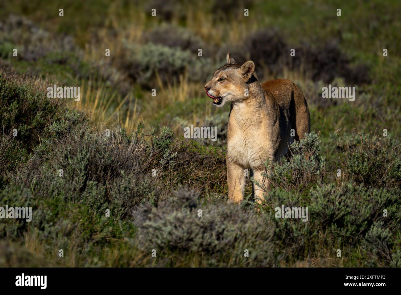 Puma stands in pre-Andean scrubland licking lips Stock Photo - Alamy