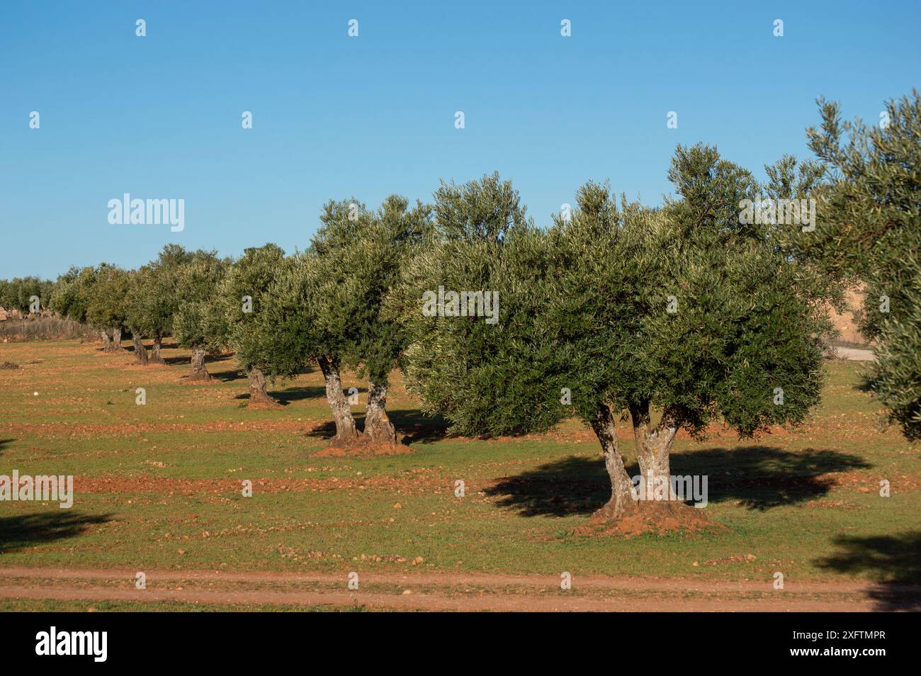 Olive grove source of extra virgin olive oil in Spain Stock Photo - Alamy