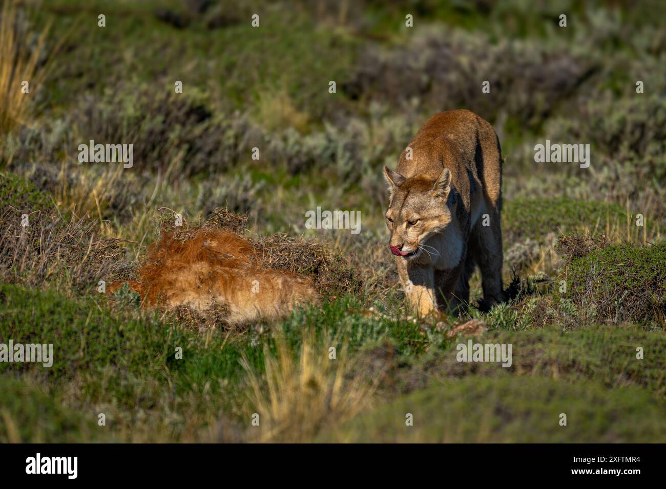 Puma eating guanaco hi-res stock photography and images - Alamy