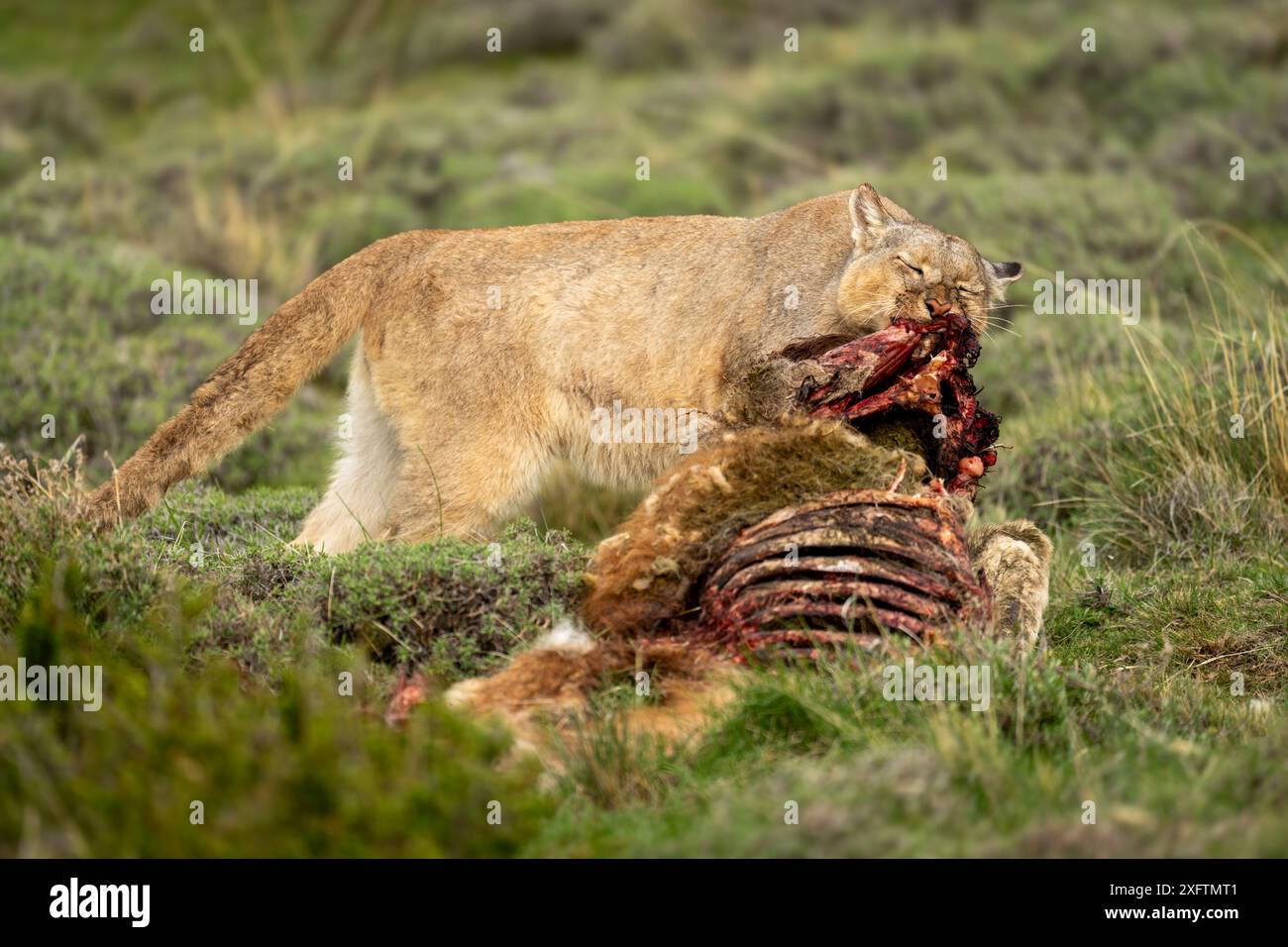 Puma stands pulling flesh from guanaco kill Stock Photo - Alamy