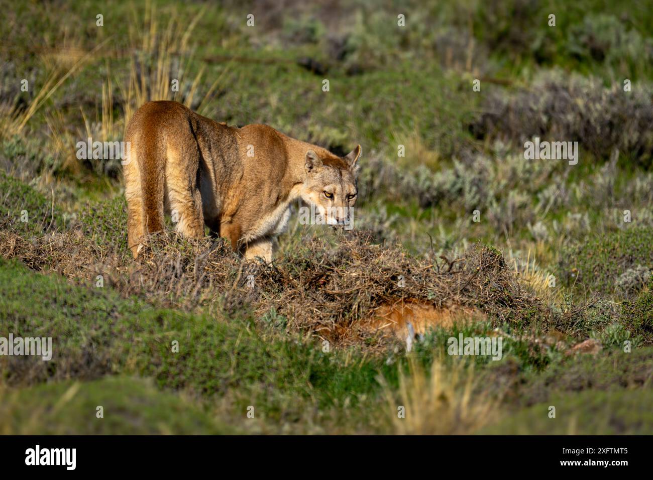 Puma eating guanaco hi-res stock photography and images - Alamy