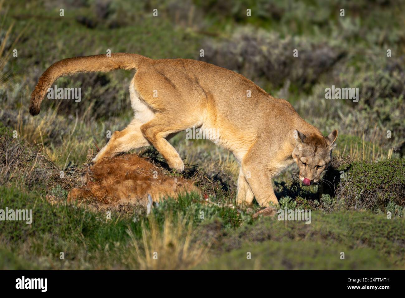 Puma eating guanaco hi-res stock photography and images - Alamy