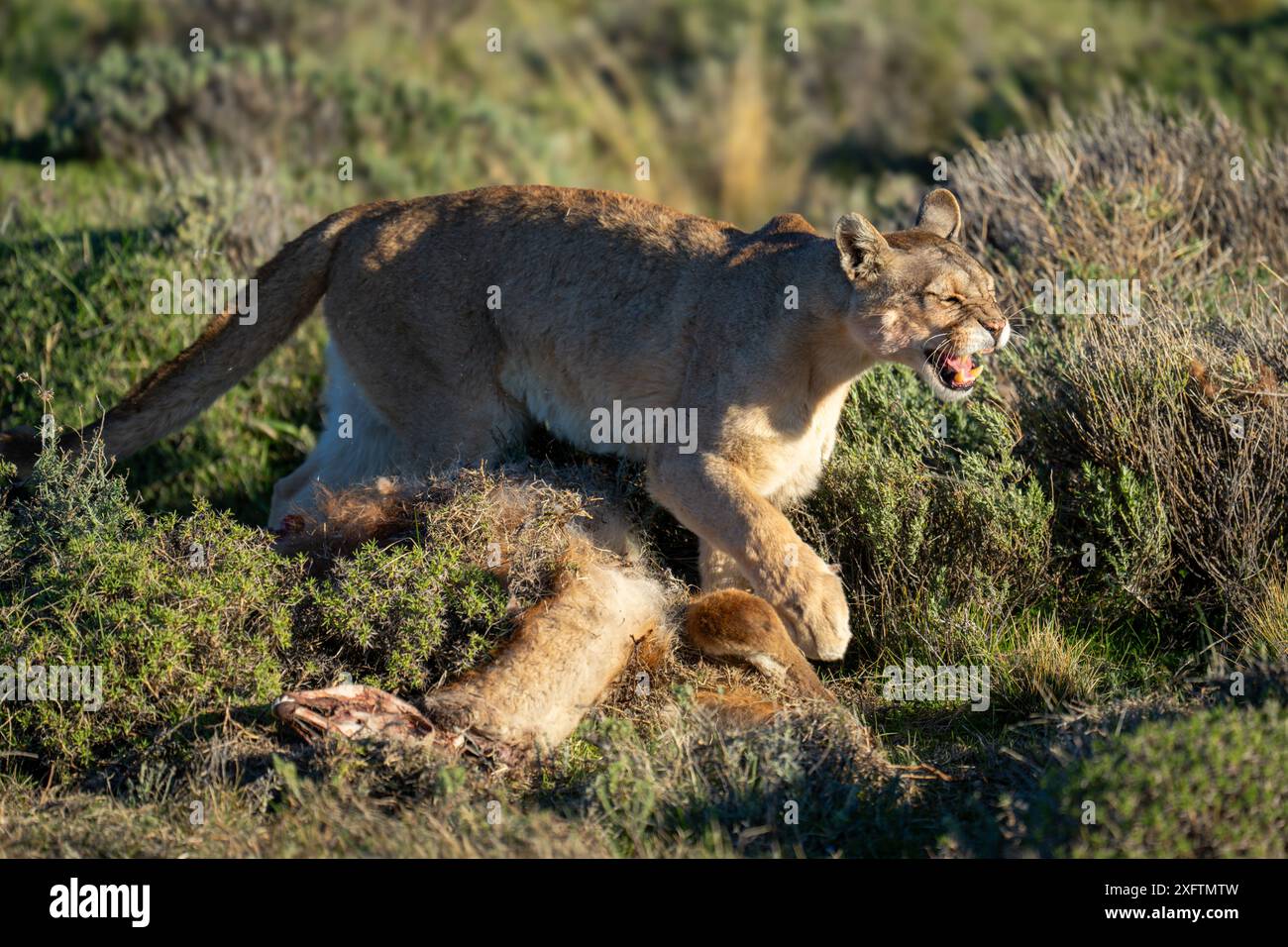 Snarling cougar hi-res stock photography and images - Alamy