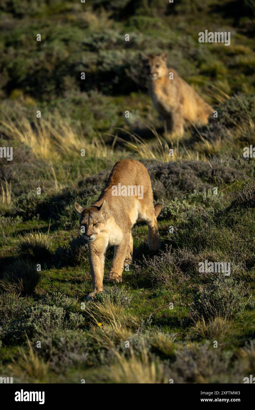 Puma sitting down hi-res stock photography and images - Alamy