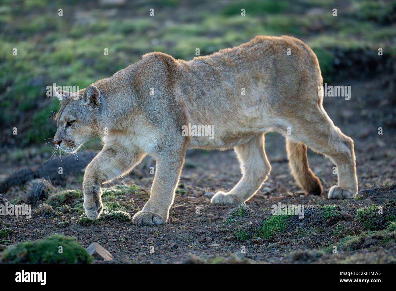Puma walks down gentle slope lifting foot Stock Photo - Alamy