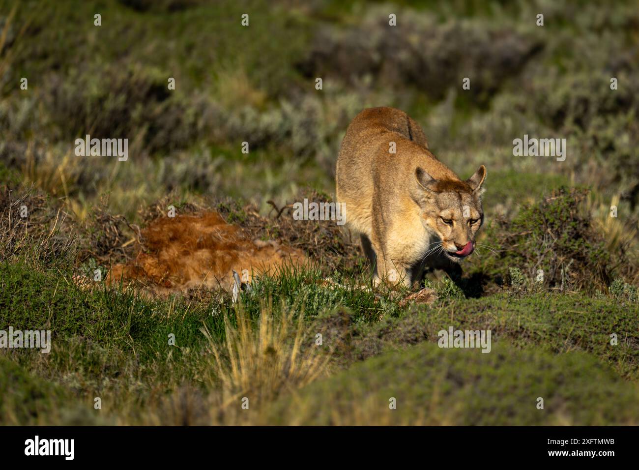 Puma walks past guanaco kill licking lips Stock Photo - Alamy