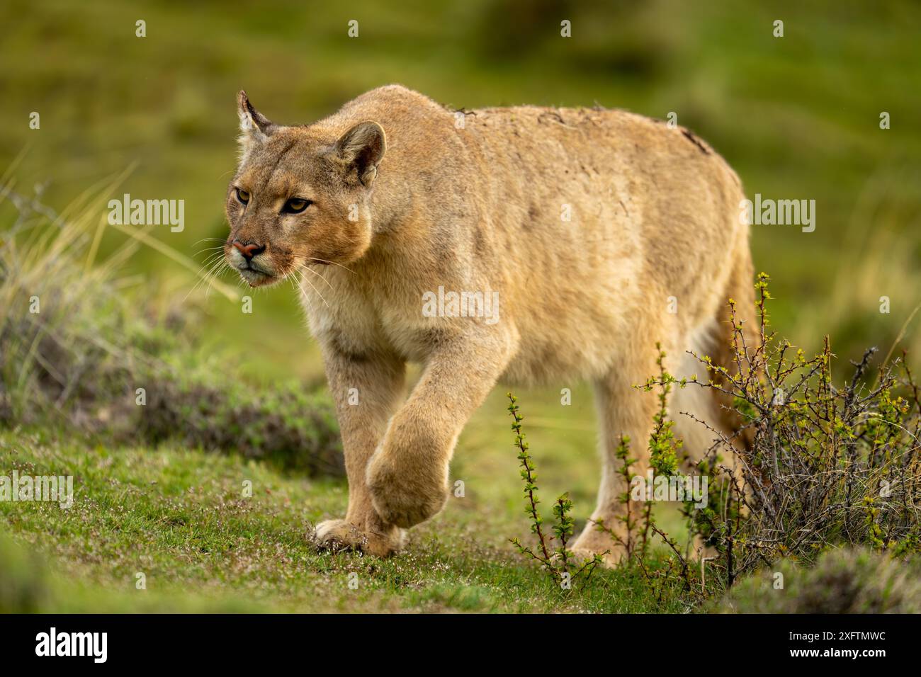 Puma paw hi-res stock photography and images - Alamy