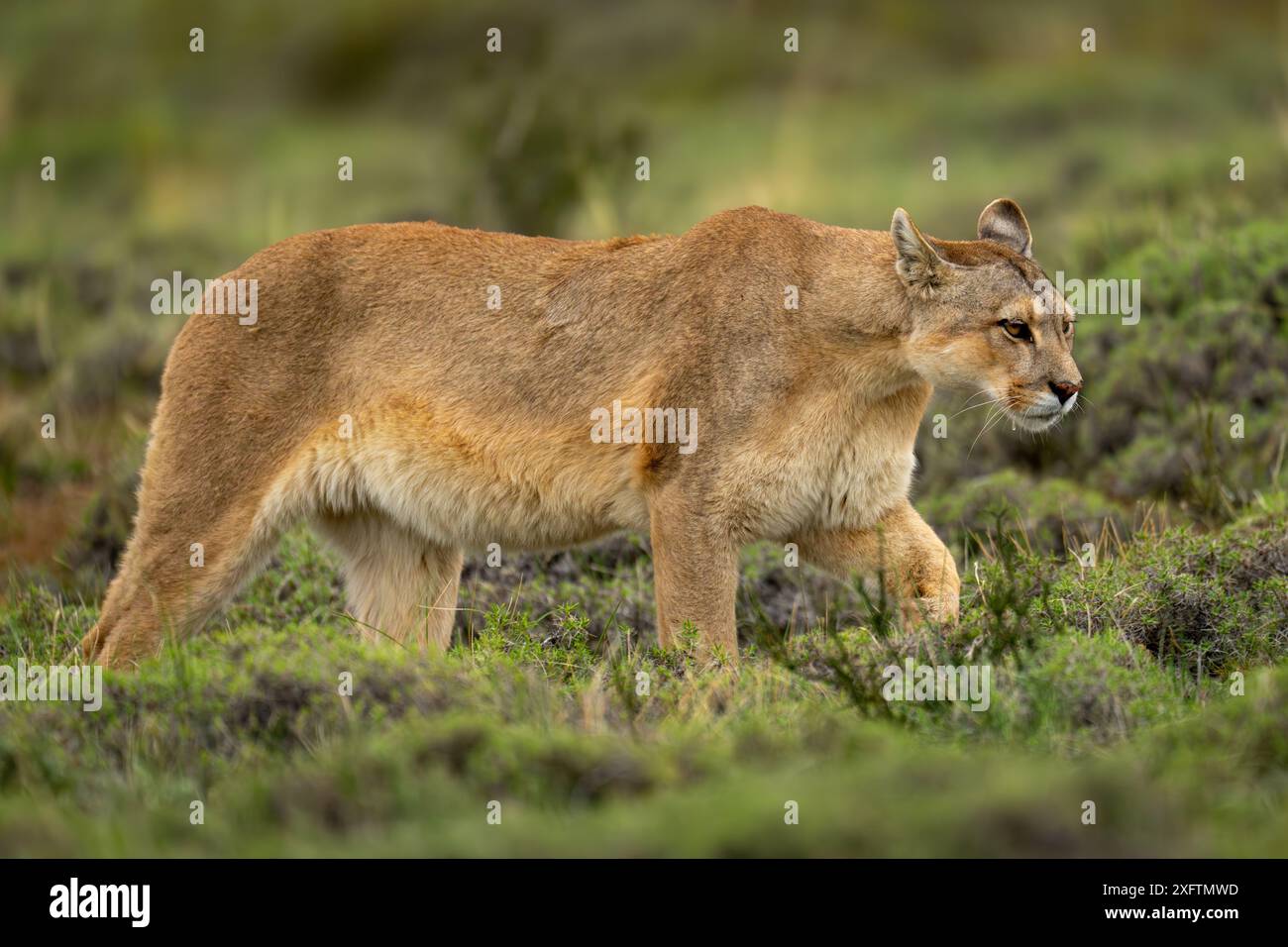 Cougar puma concolor walk hi-res stock photography and images - Alamy