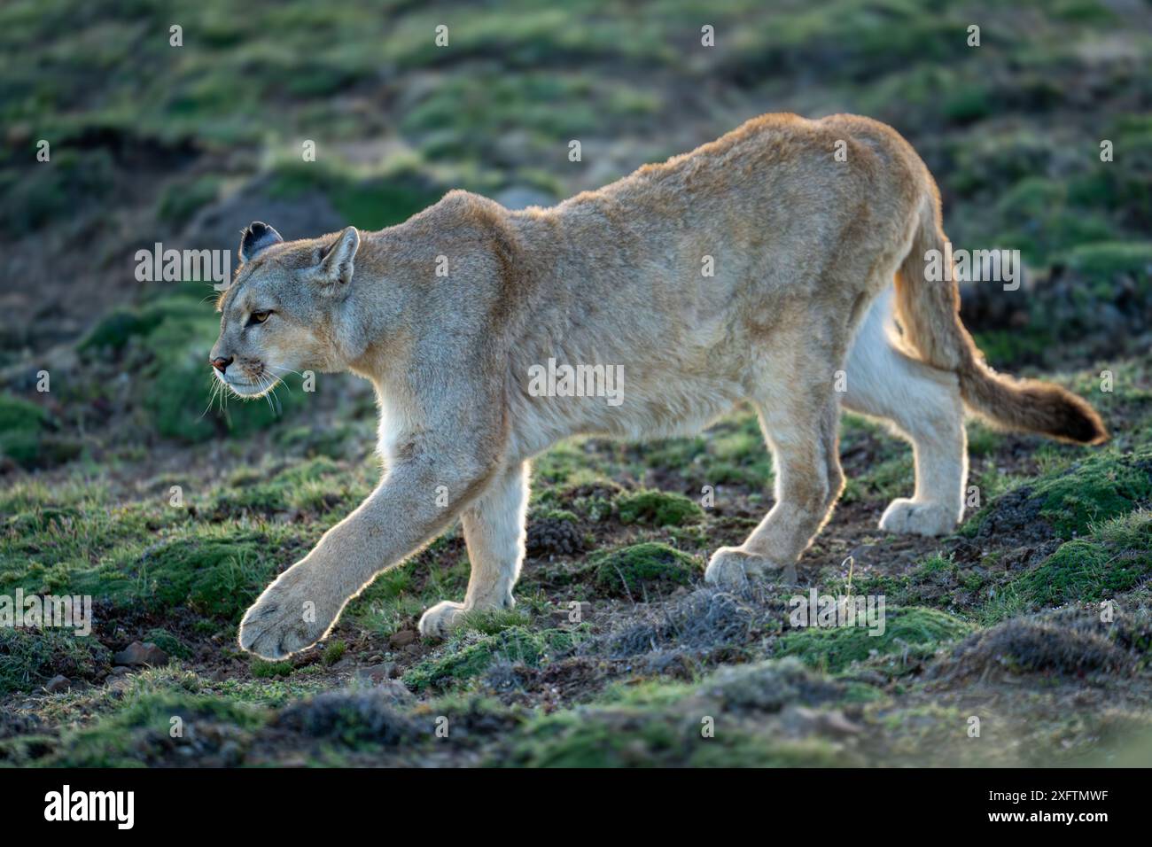 Puma stretching hi-res stock photography and images - Alamy