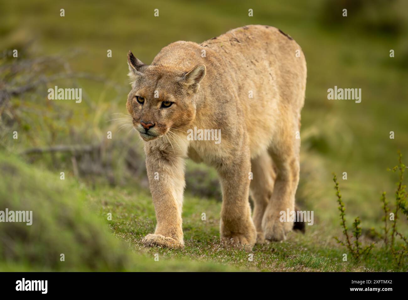 Walking up grassy slope hi-res stock photography and images - Alamy