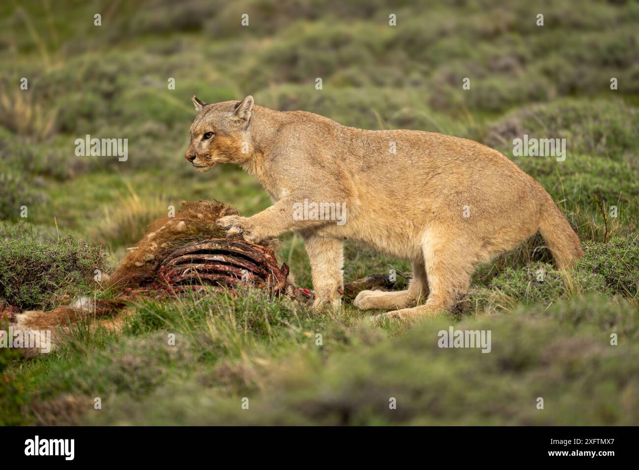 Puma eating guanaco hi-res stock photography and images - Alamy