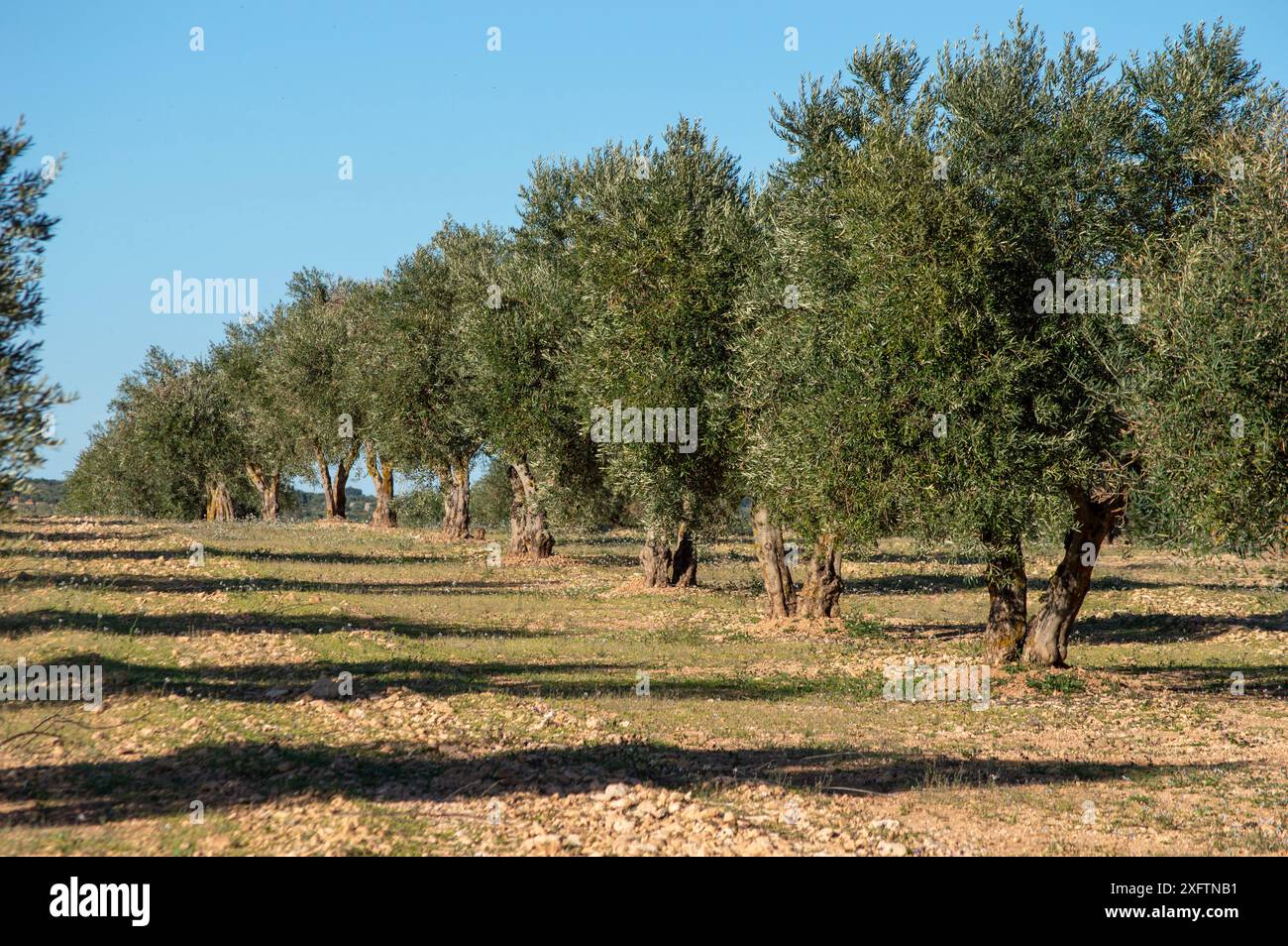 Olive grove source of extra virgin olive oil in Spain Stock Photo - Alamy
