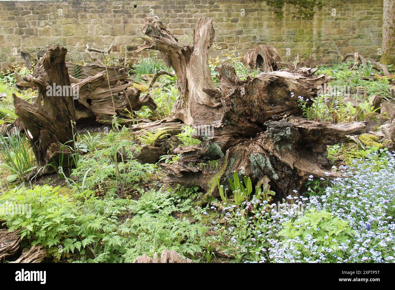 Stumpery hi-res stock photography and images - Alamy