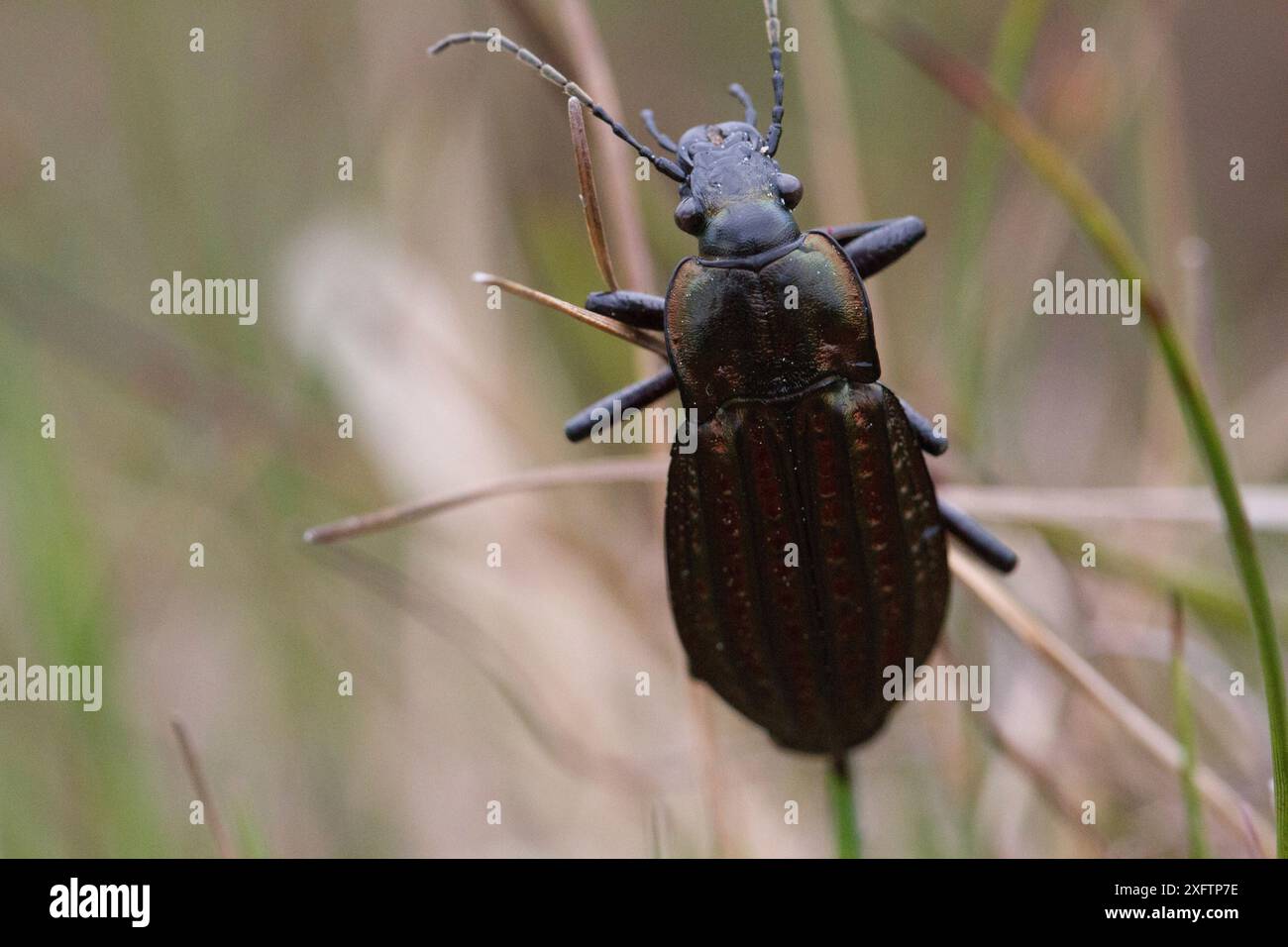 Predatory Carabid beetle (Carabud clatratus) rare species of western ...