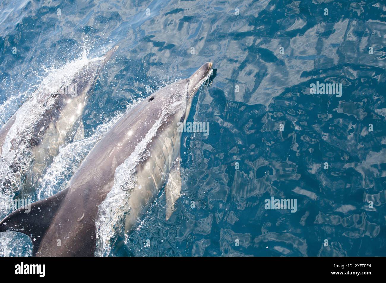 Lagenorhynchus gubernator hi-res stock photography and images - Alamy
