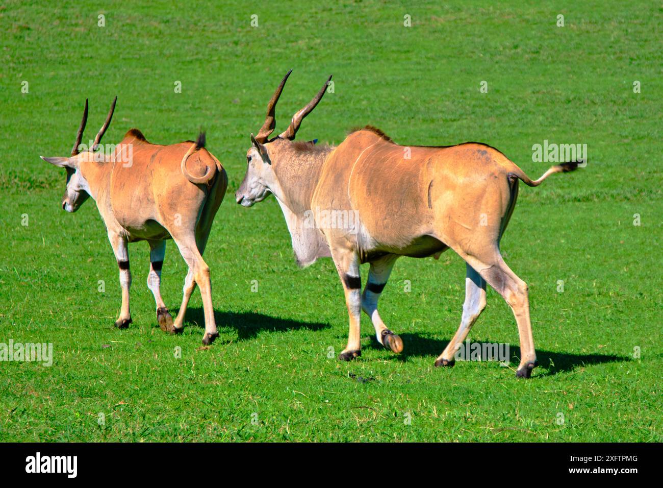Two common elands (Taurotragus oryx) are walking in a grassy field ...