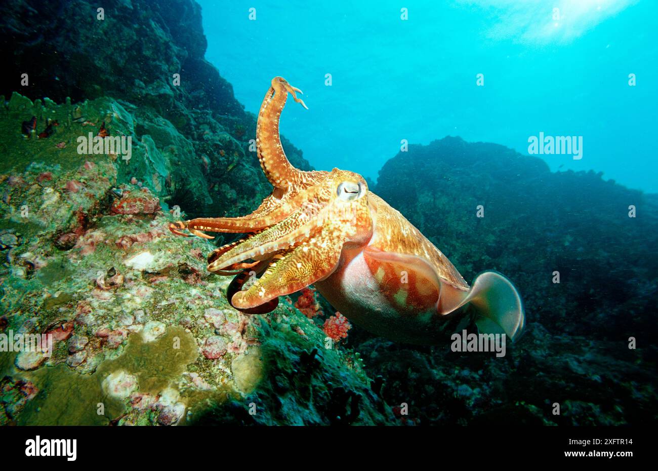 Cuttlefish, Sepia pharaonis, Burma, Myanmar, Birma, Indian ocean ...