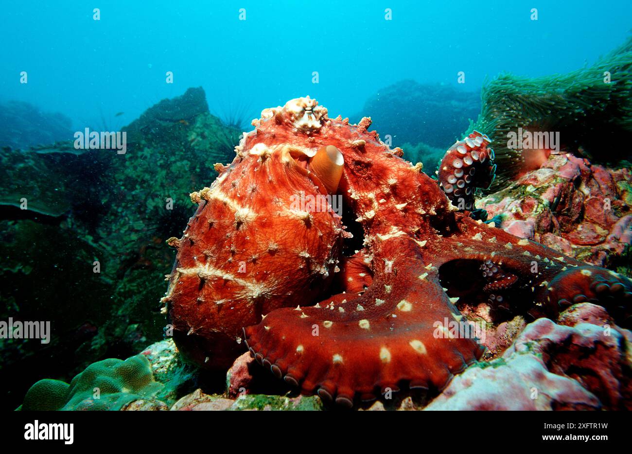 Octopus, Octopus vulgaris, Burma, Myanmar, Birma, Indian ocean, Andaman ...