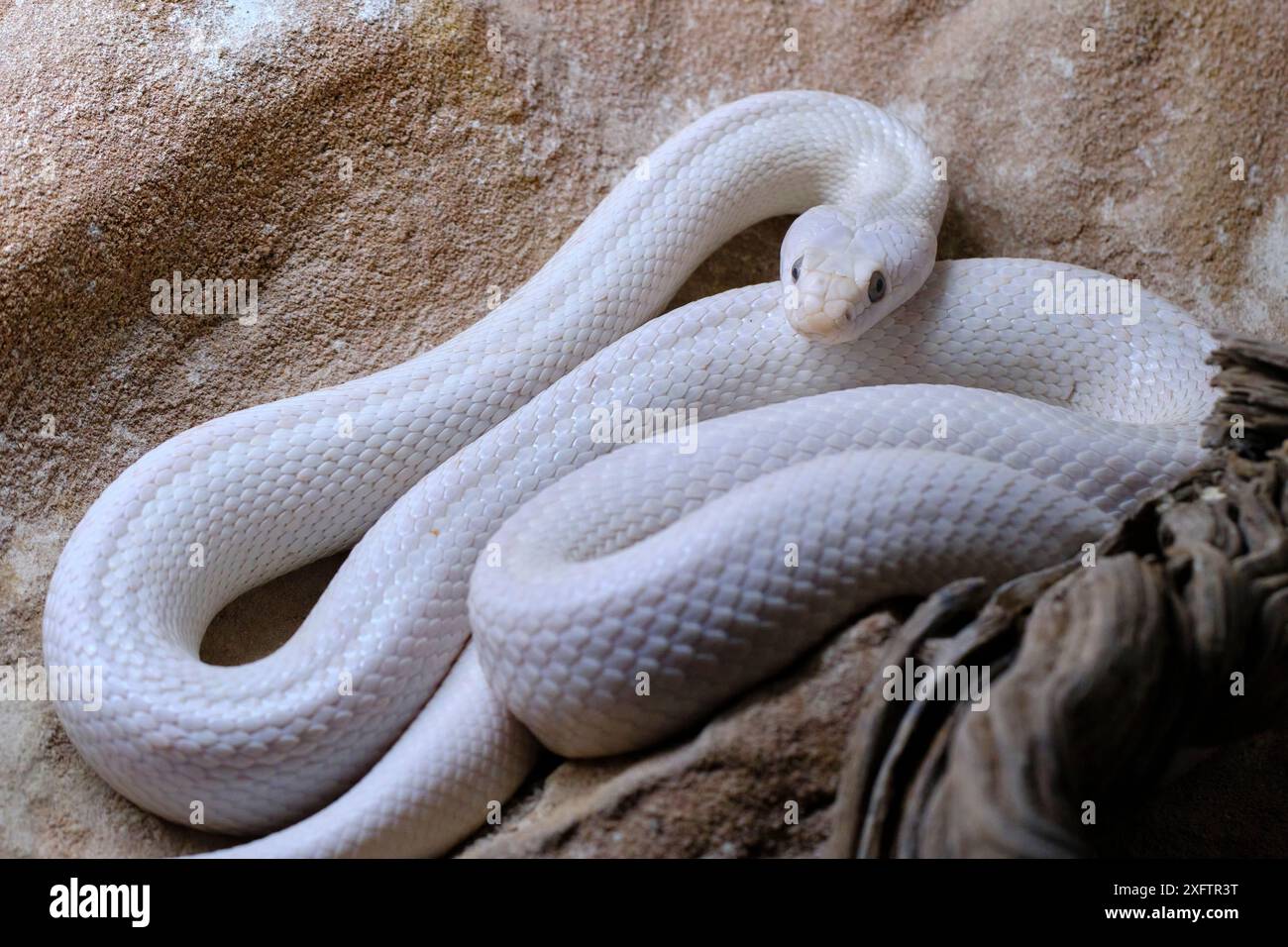 Brown rat snake hi-res stock photography and images - Alamy