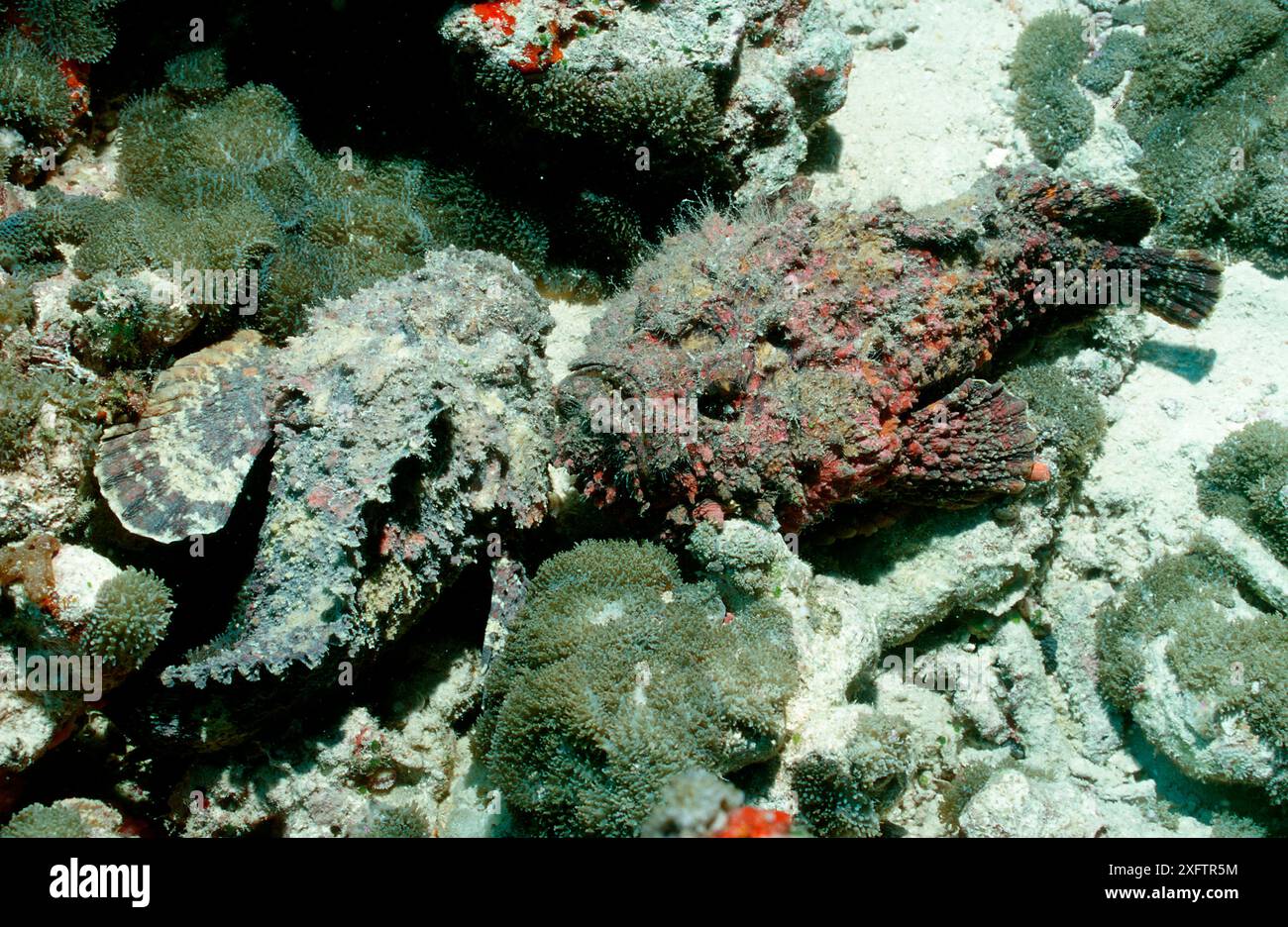 Reef stonefish, Two Stonefishes, Synanceia verrucosa, Maldives Island ...