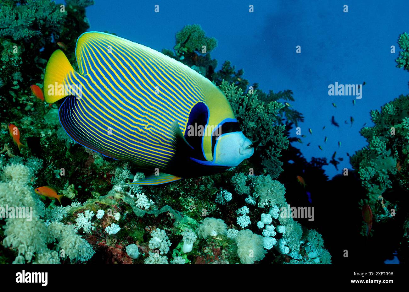 Emperor angelfish, Pomacanthus imperator, Egypt, Red Sea, Hurghada ...