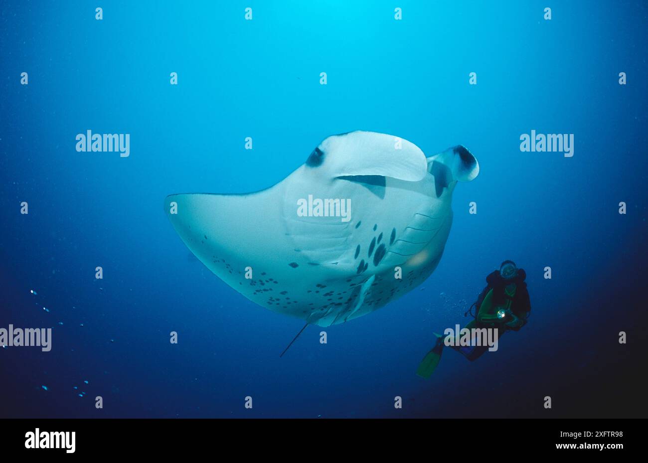 Manta ray and scuba diver, Manta birostris, Maldives Island, Indian ...