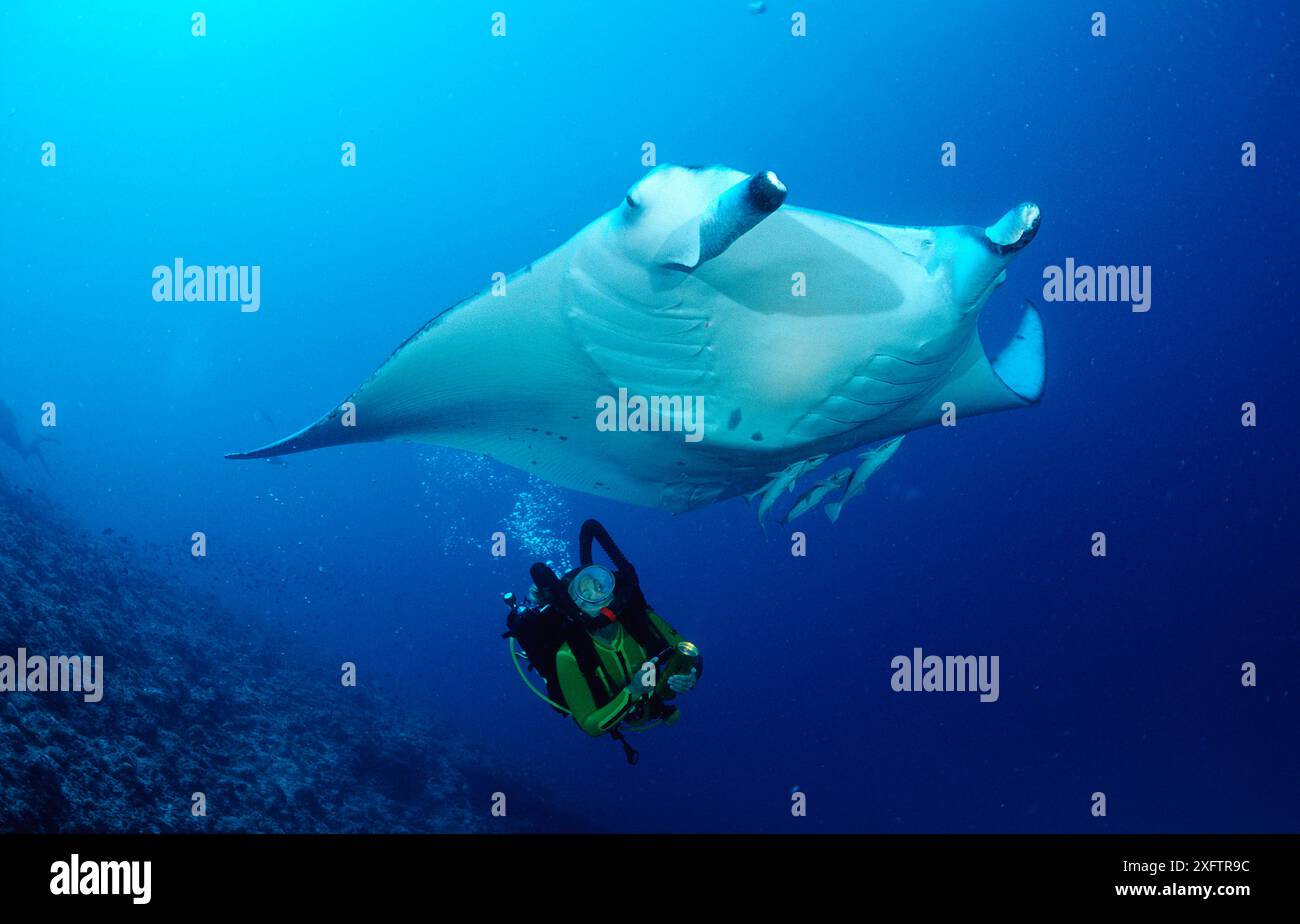 Manta ray and scuba diver, Manta birostris, Maldives Island, Indian ...