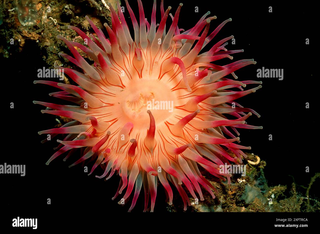 anemone, Norway, Atlantic ocean, north atlantic ocean, Alesund Stock ...