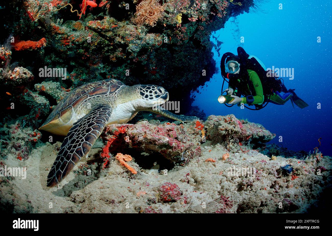 Chelonia mydas scuba diving scuba diver green turtle hi-res stock ...