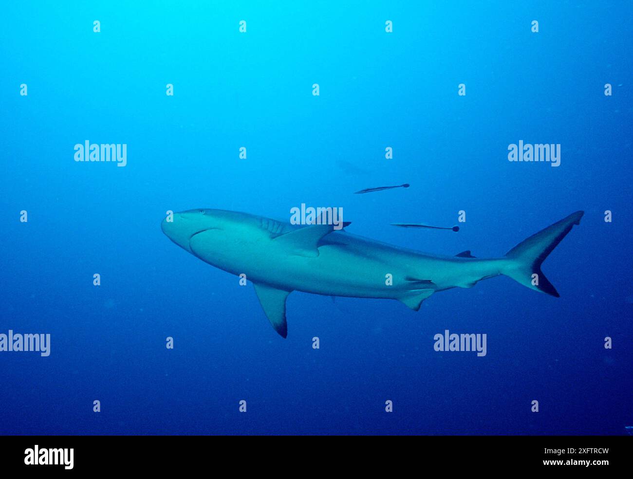 Grey reef shark, Carcharhinus amblyrhynchos, Maldives Island, Indian ...