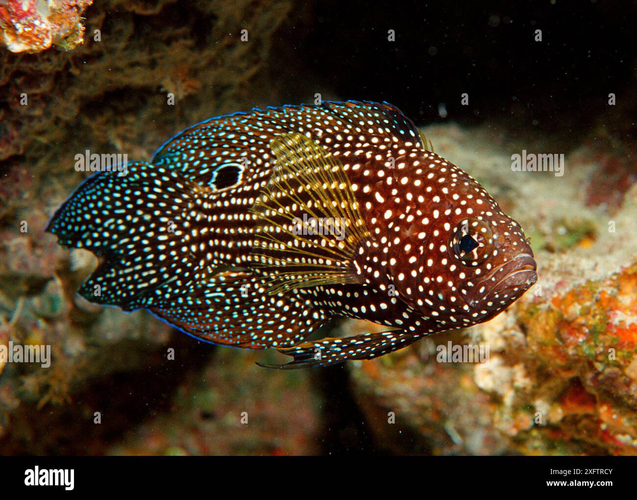 Comet, Calloplesiops altivelis, Maldives Island, Indian Ocean, Ari Atol ...