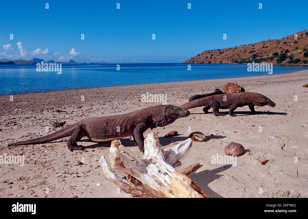 Two Komodo dragons in natural environment, Varanus komodoensis ...