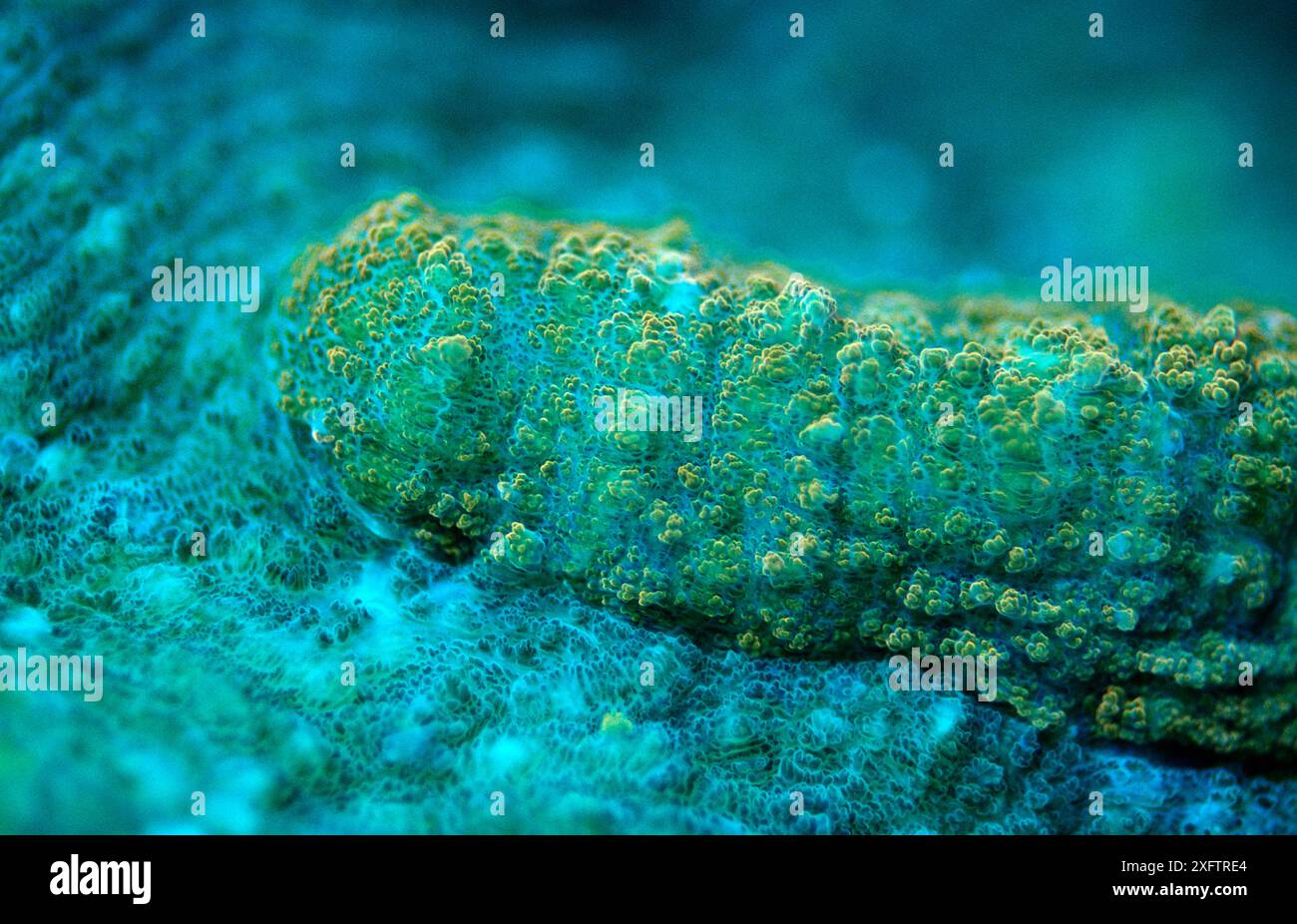 Fluorescence light of a Hard Coral, Madreporaria, Indonesia, Indian ...