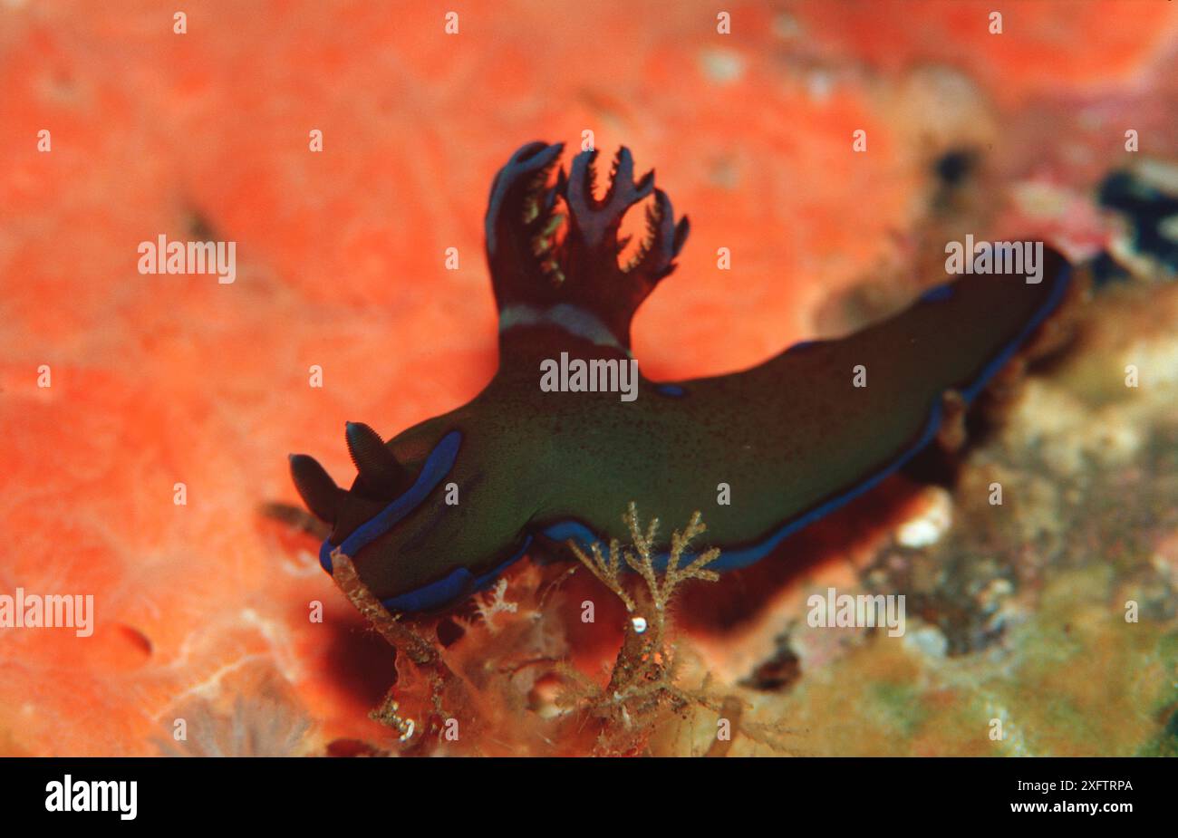 nudibranch, Neon slug, Tambja kushimotoensis, Indonesia, Indian Ocean ...