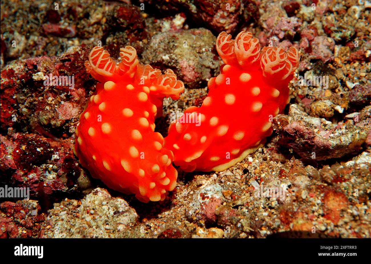 Neon slug, nudibranch, Gymnodoris aurita, Indonesia, Indian Ocean ...