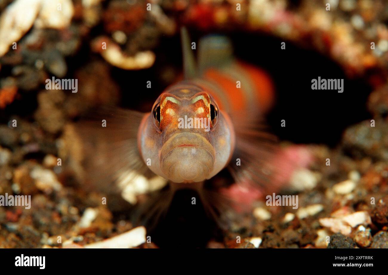 Red-banded prawn-goby, Amlyeleotris fasciata, Indonesia, Indian Ocean ...
