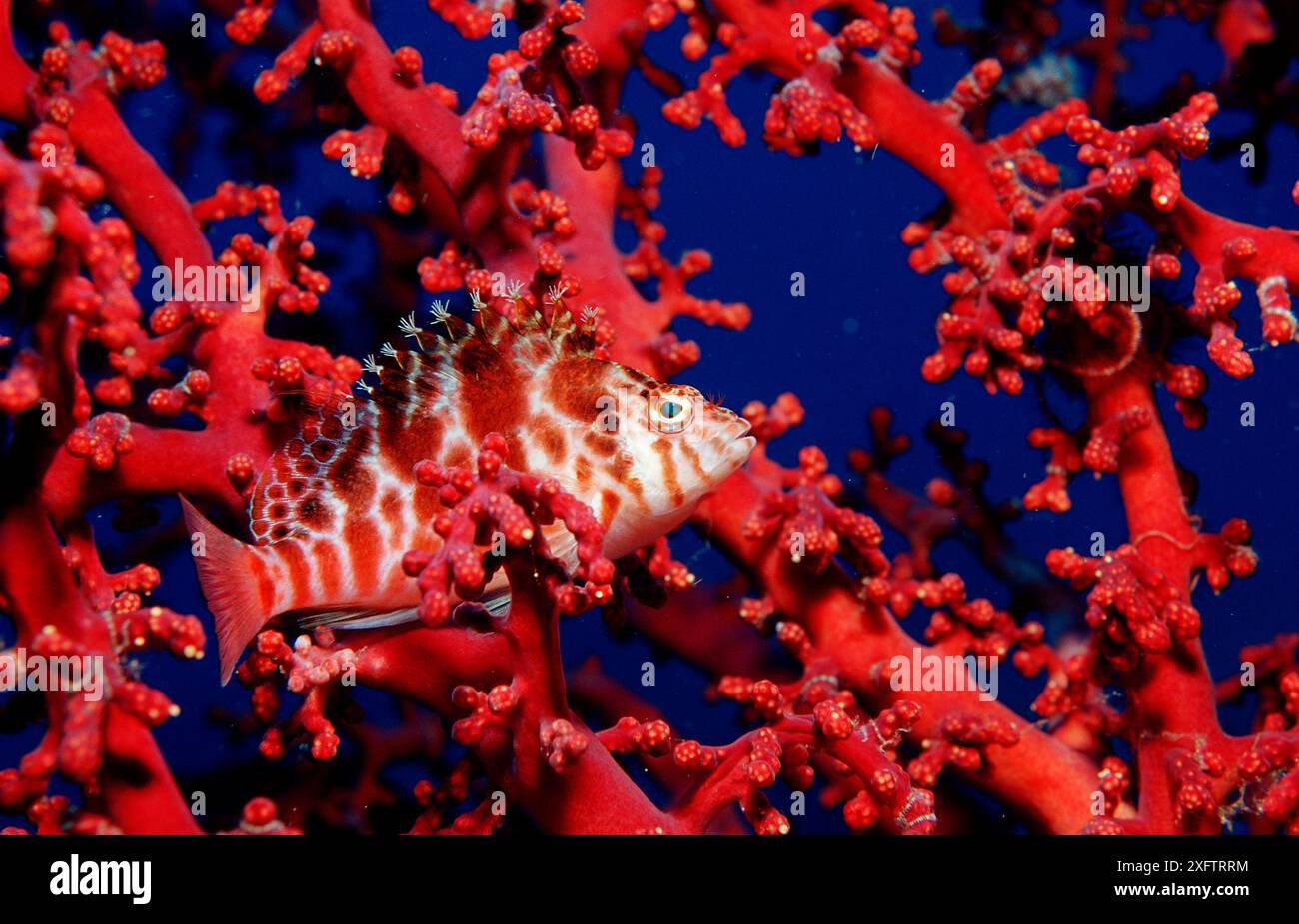 Dwarf hawkfish, Cirrhitichthys falco, Indonesia, Indian Ocean, Komodo ...