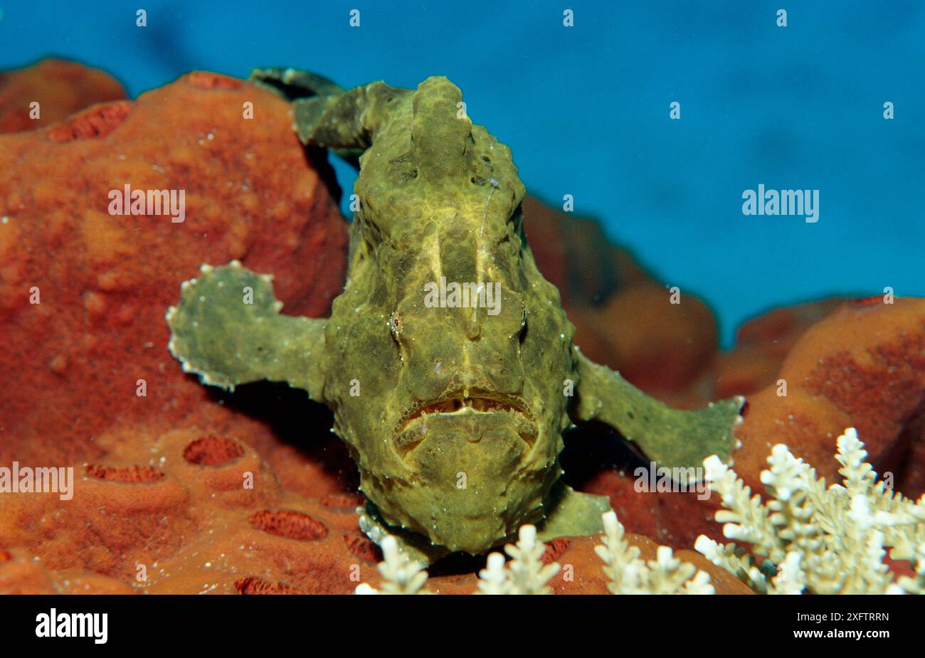 Giant frogfish, Antennarius commersonii, Indonesia, Indian Ocean ...