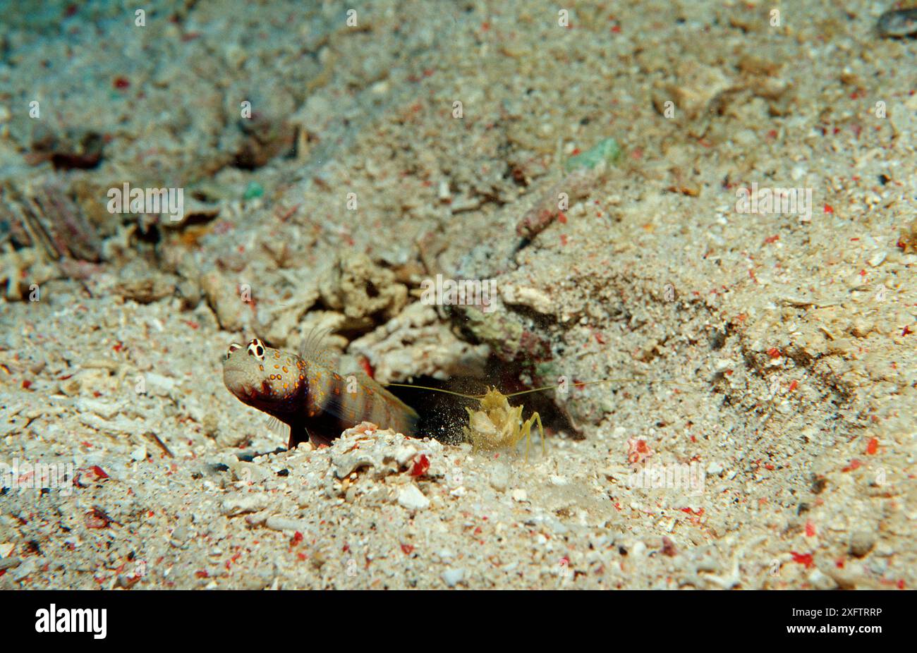 Spotted prawn-goby and snapping shrimp, Amblyeleotris guttata ...