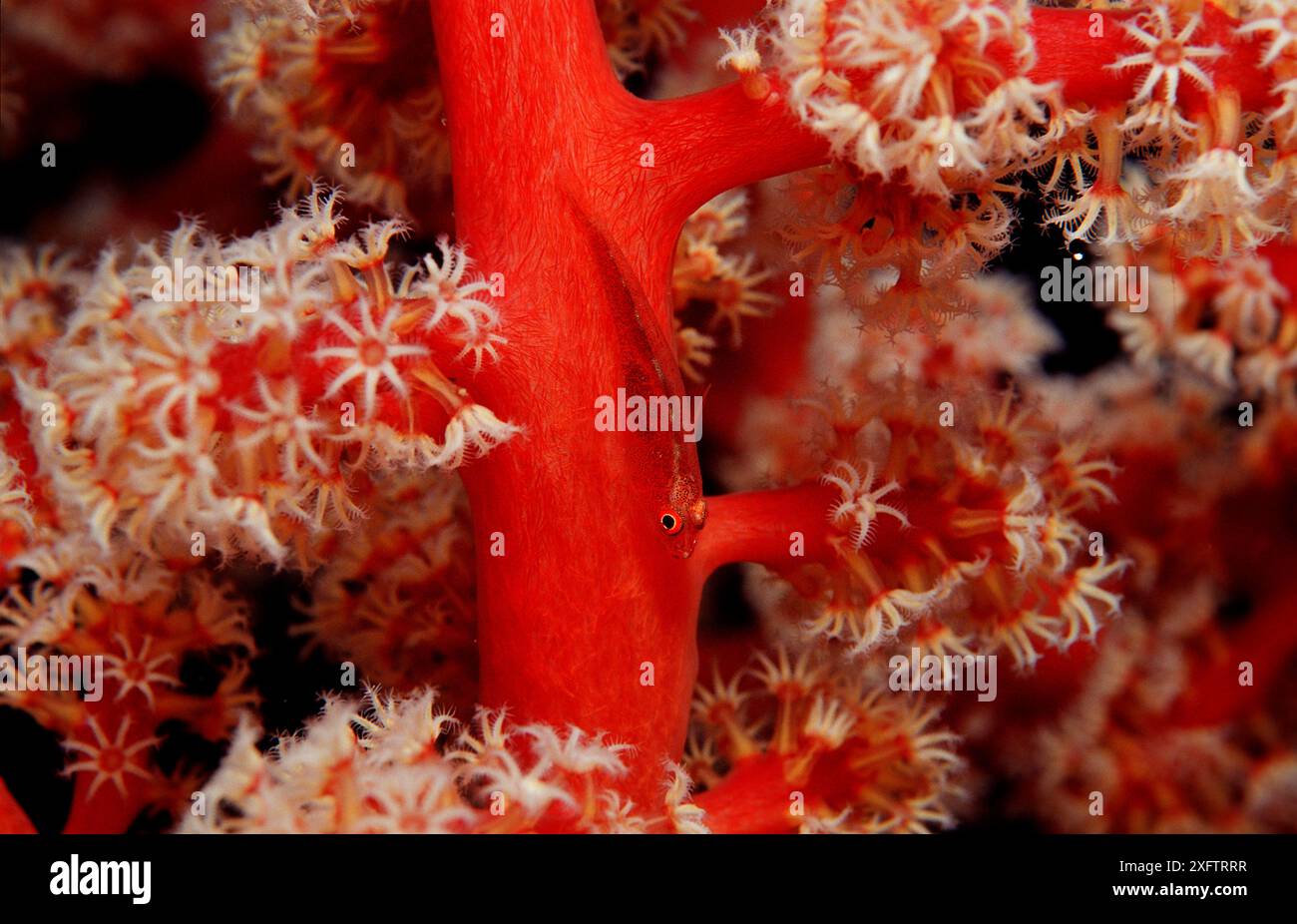 Bryaninops amplus hi-res stock photography and images - Alamy