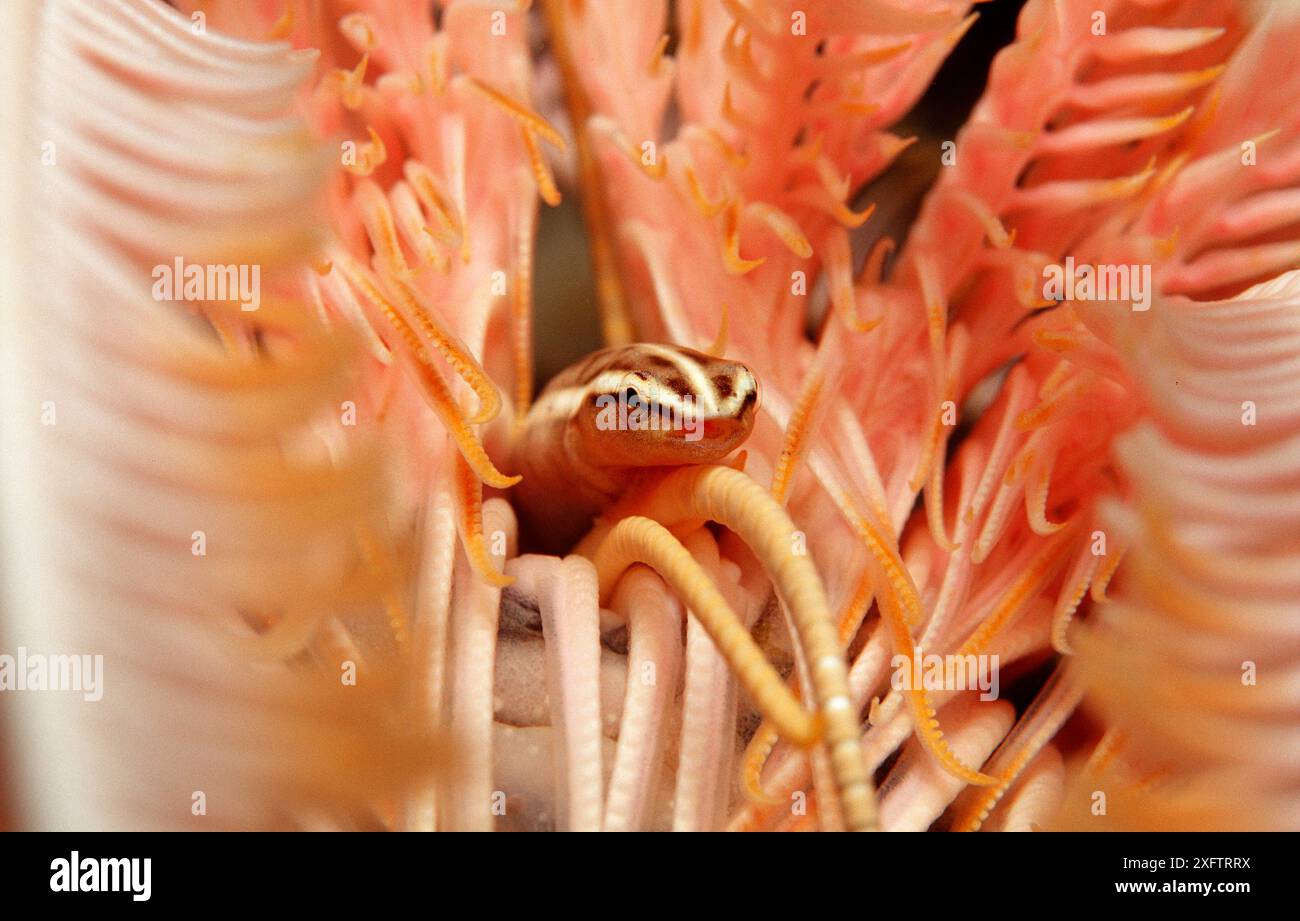 Crinoid clingfish, Discotrema crinophila, Indonesia, Indian Ocean ...