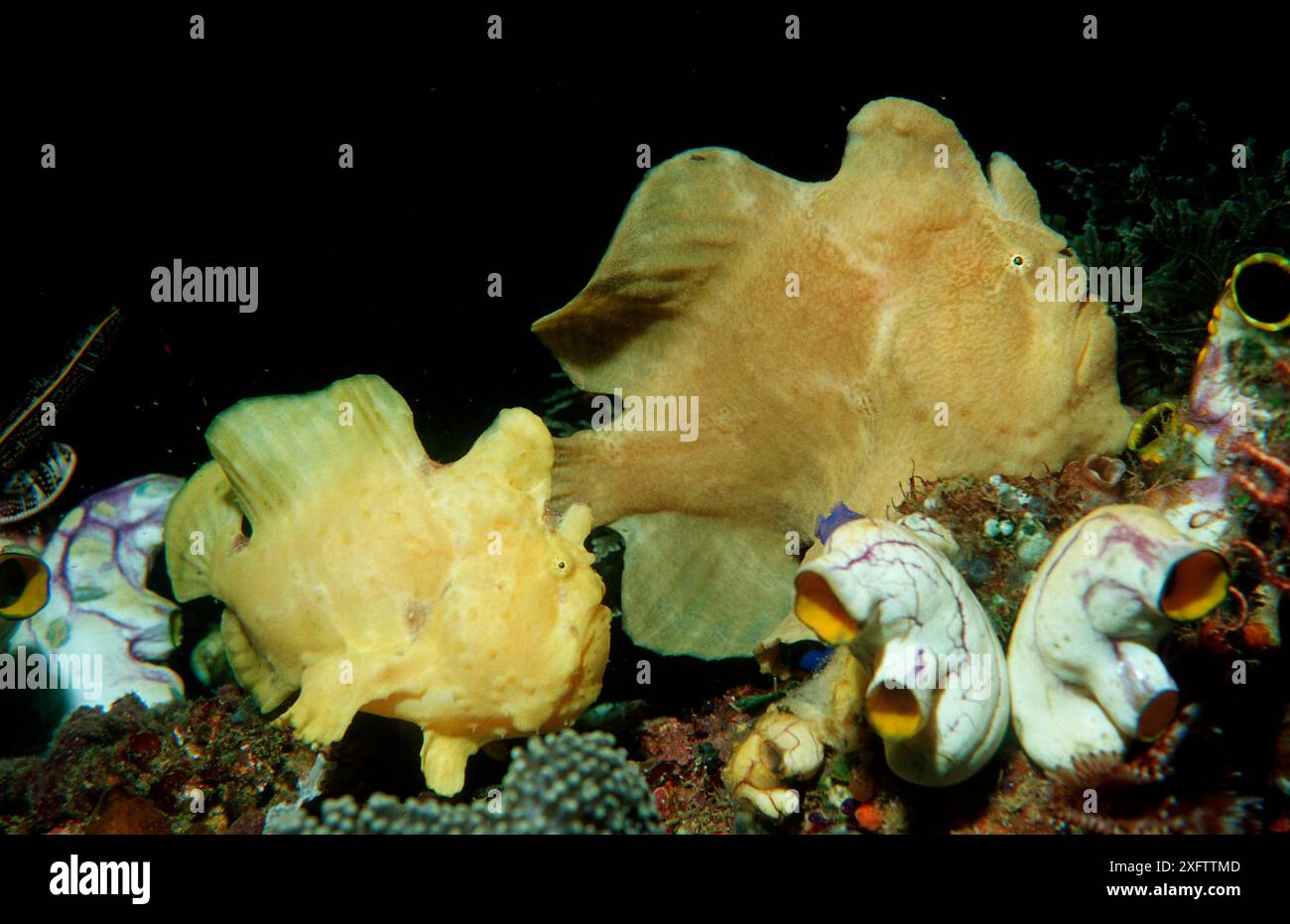 Two Giant frogfishes, Antennarius commersonii, Indonesia, Indian Ocean ...