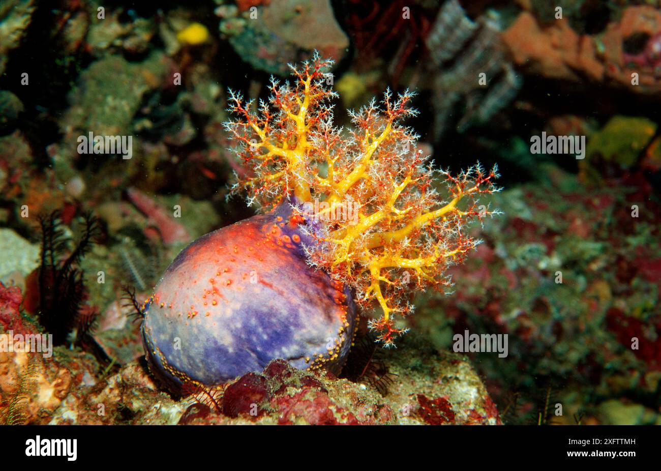 Fluorescent sea cucumber hi-res stock photography and images - Alamy