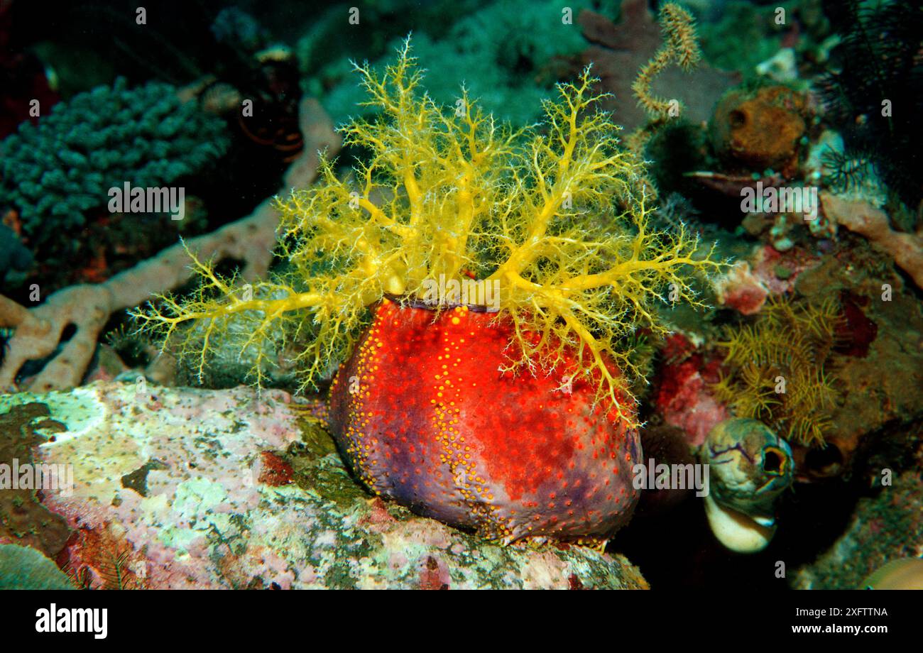 Fluorescent sea cucumber hi-res stock photography and images - Alamy