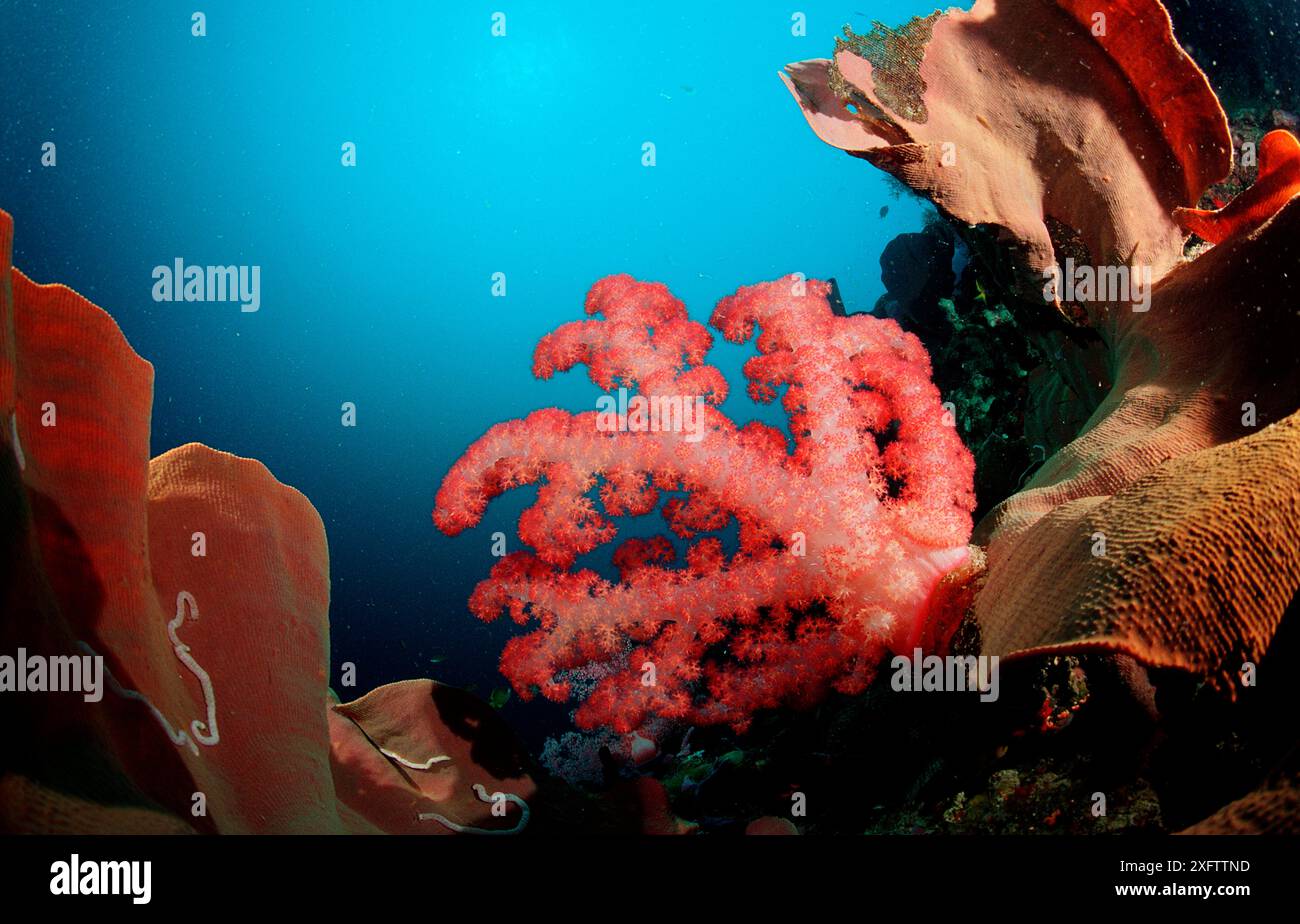Coral reef, Philippines, Bohol Sea, Pacific Ocean, Panglao Island ...