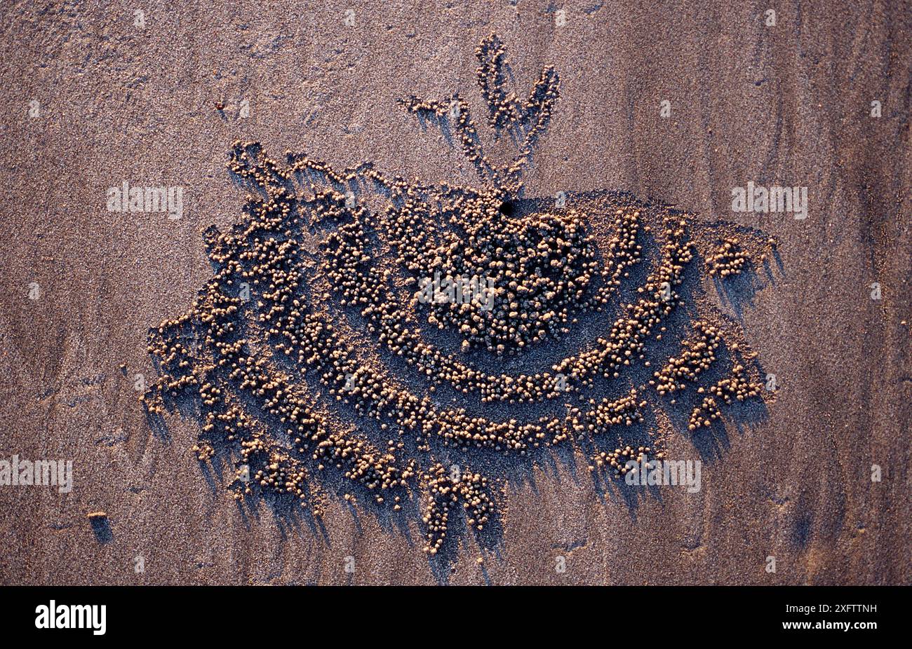 Sand formation, made by Ghost crab, Ocypodae sp., Indonesia, Indian ...