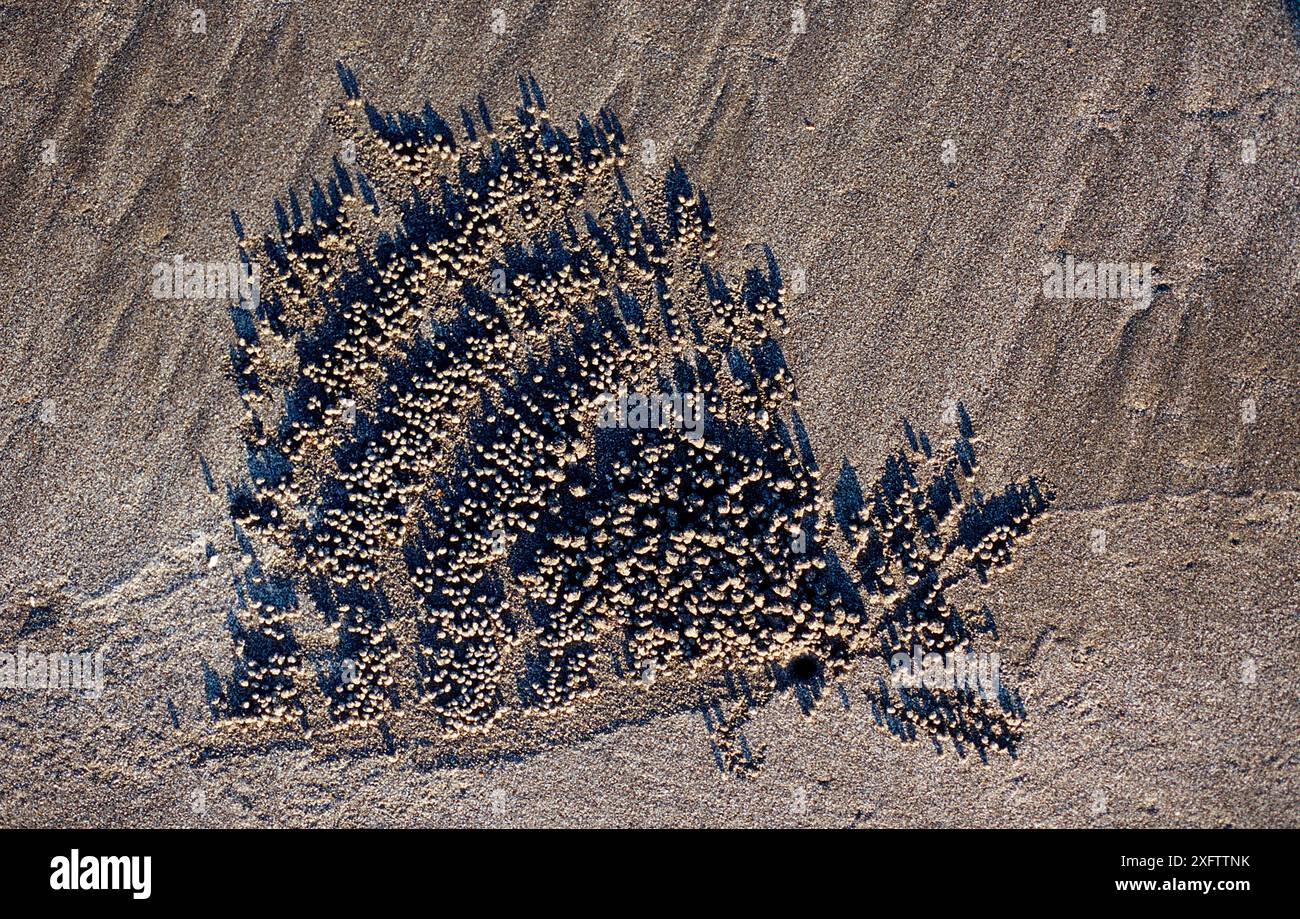 Sand formation, made by Ghost crab, Ocypodae sp., Indonesia, Indian ...