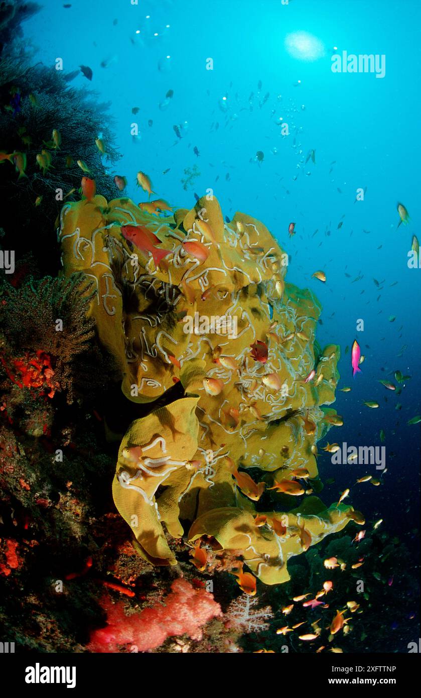 Coral reef, Philippines, Bohol Sea, Pacific Ocean, Panglao Island ...