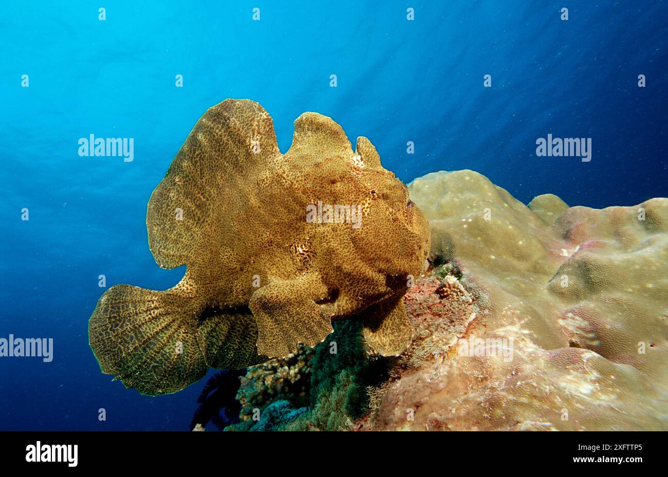 Giant frogfish, Antennarius commersonii, Philippines, Bohol Sea ...